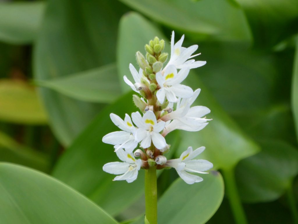 Calla palustris Bog arum Water arum - Artisan Aquatics