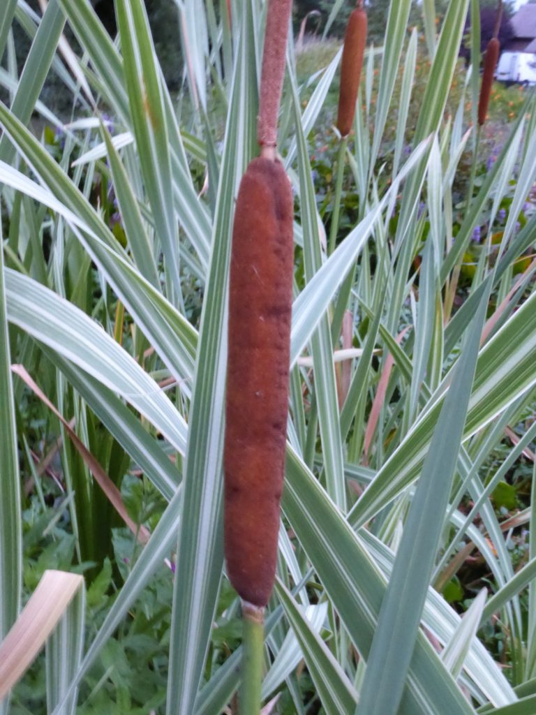 Typha latifolia variegata Variegated greater reed mace - Artisan Aquatics