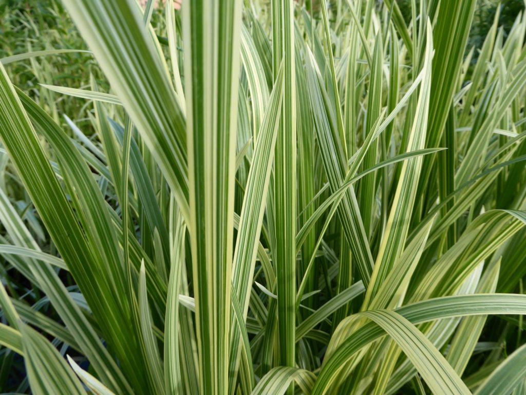 Glyceria maxima variegata Variegated reed sweet grass - Artisan Aquatics