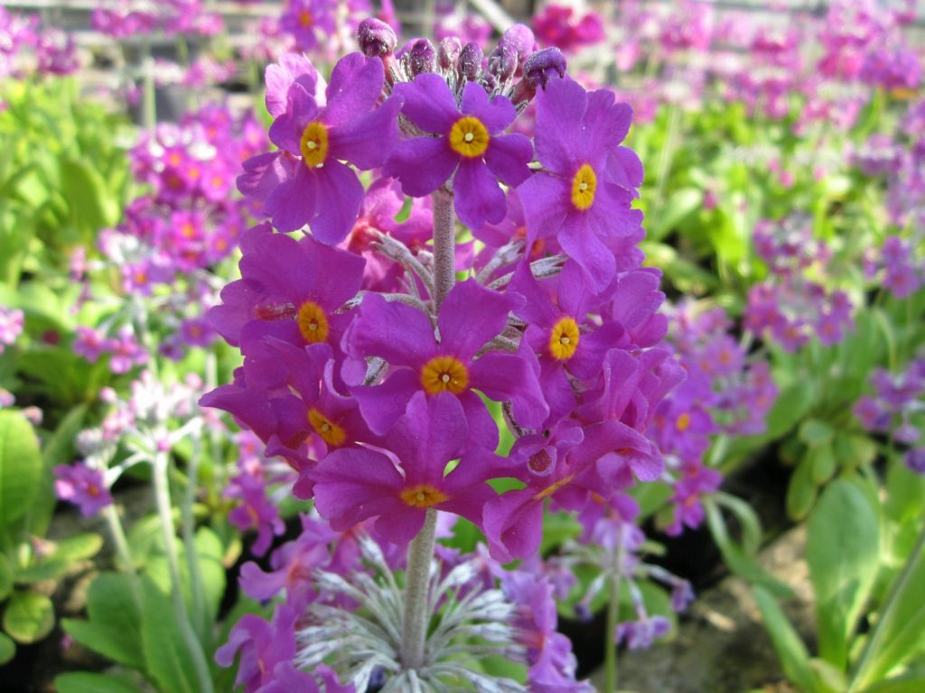 Primula beesiana Bee's primrose - Artisan Aquatics