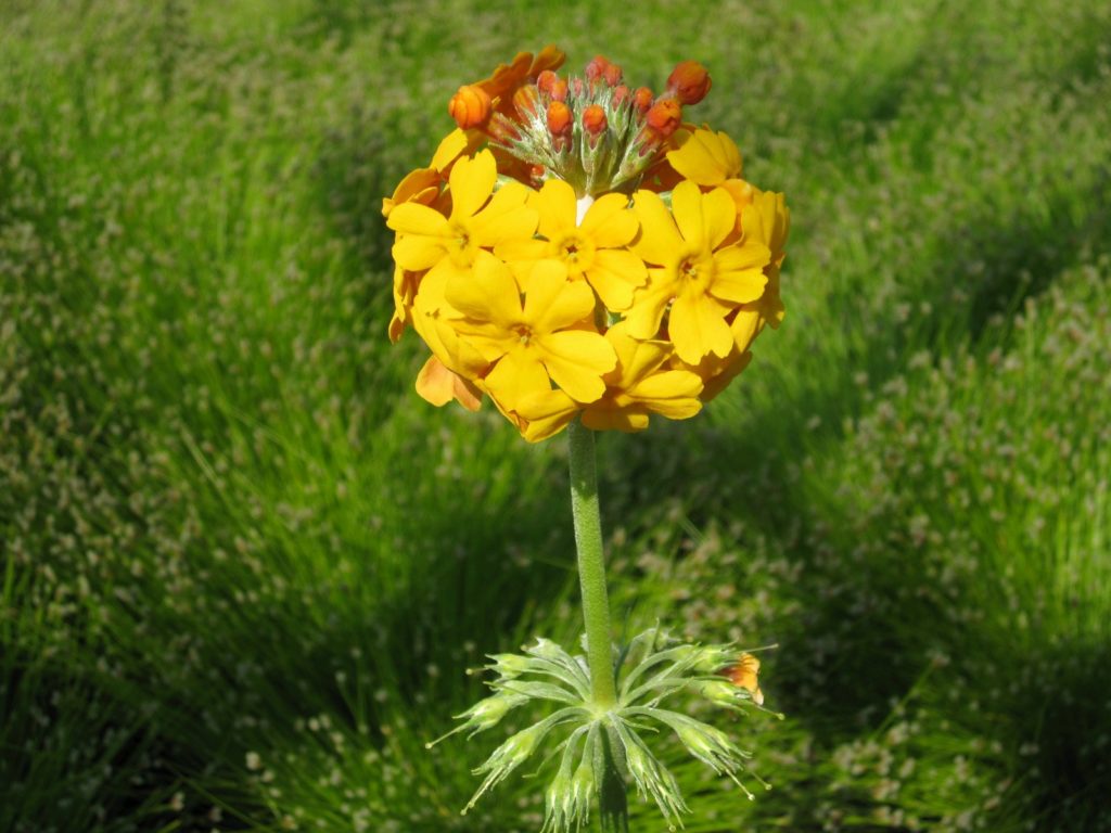 Primula bulleyana Bulley's primrose - Artisan Aquatics