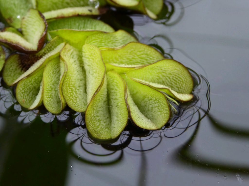 Salvinia natans Floating watermoss - Artisan Aquatics