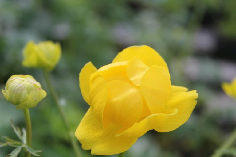 Trollius europaeus 'Superbus' - Artisan Aquatics