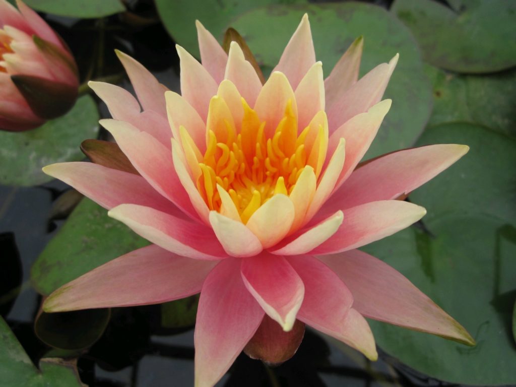 Nymphaea Sioux Water Lily - Artisan Aquatics
