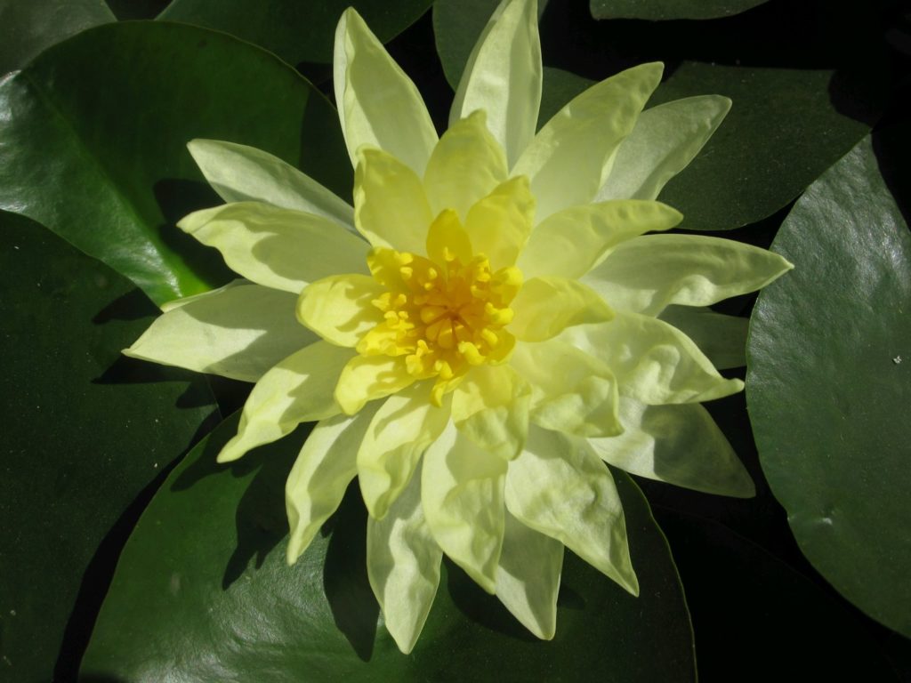 Nymphaea Sioux Water Lily - Artisan Aquatics