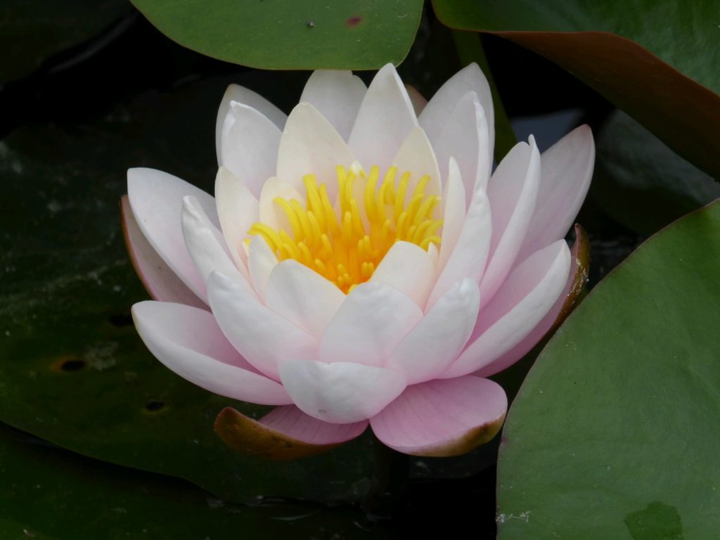 Nymphaea Sioux Water Lily - Artisan Aquatics