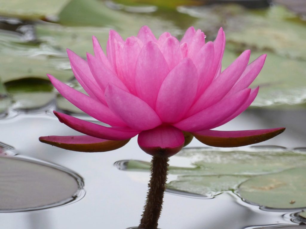 Nymphaea Sioux Water Lily - Artisan Aquatics