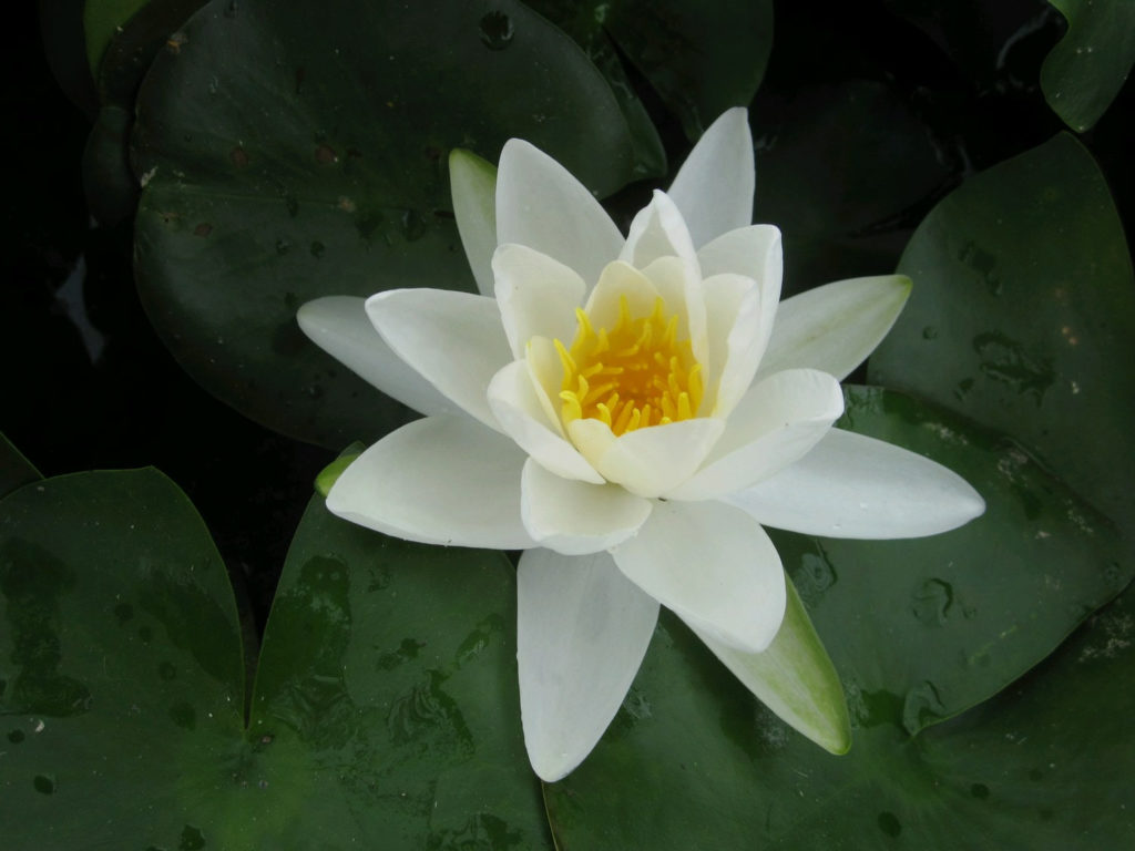 Nymphaea Sioux Water Lily - Artisan Aquatics
