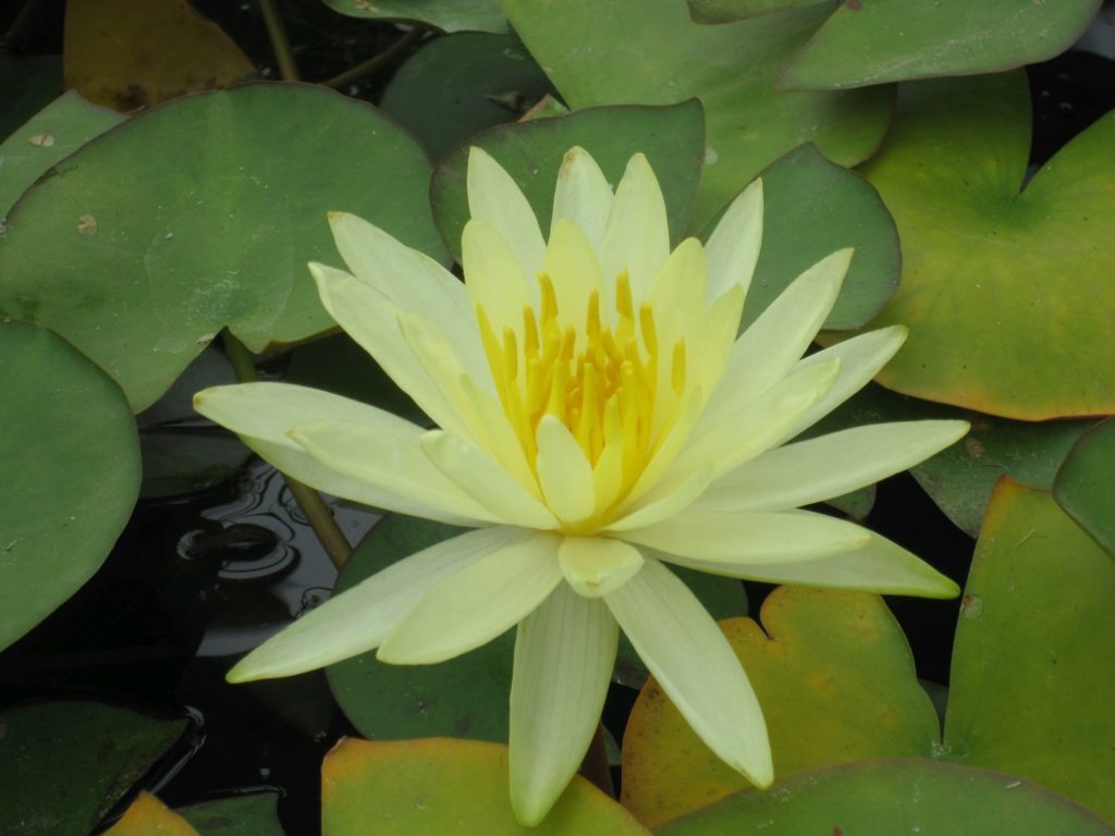 Nymphaea Sioux Water Lily - Artisan Aquatics