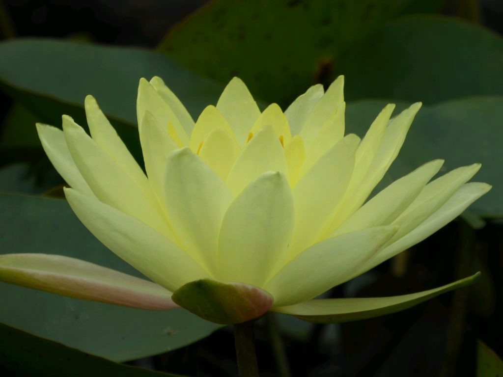 Nymphaea Sioux Water Lily - Artisan Aquatics