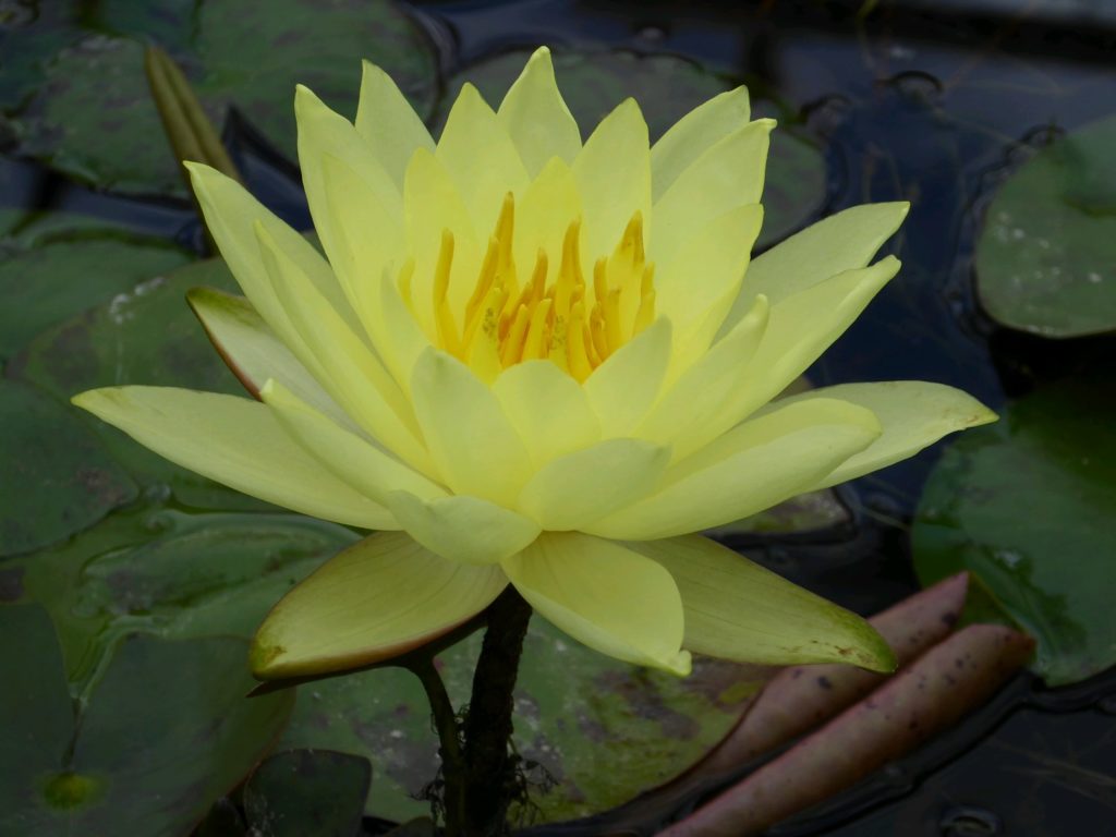 Nymphaea Sioux Water Lily - Artisan Aquatics