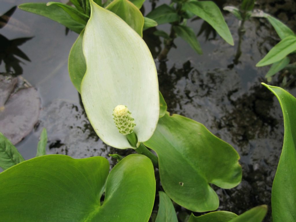 Calla palustris Bog arum Water arum - Artisan Aquatics