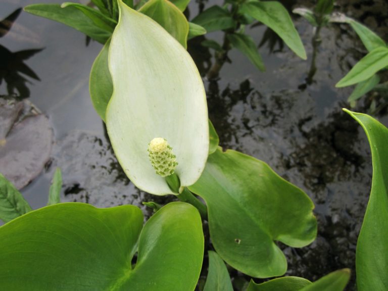 Calla palustris Bog arum Water arum - Artisan Aquatics