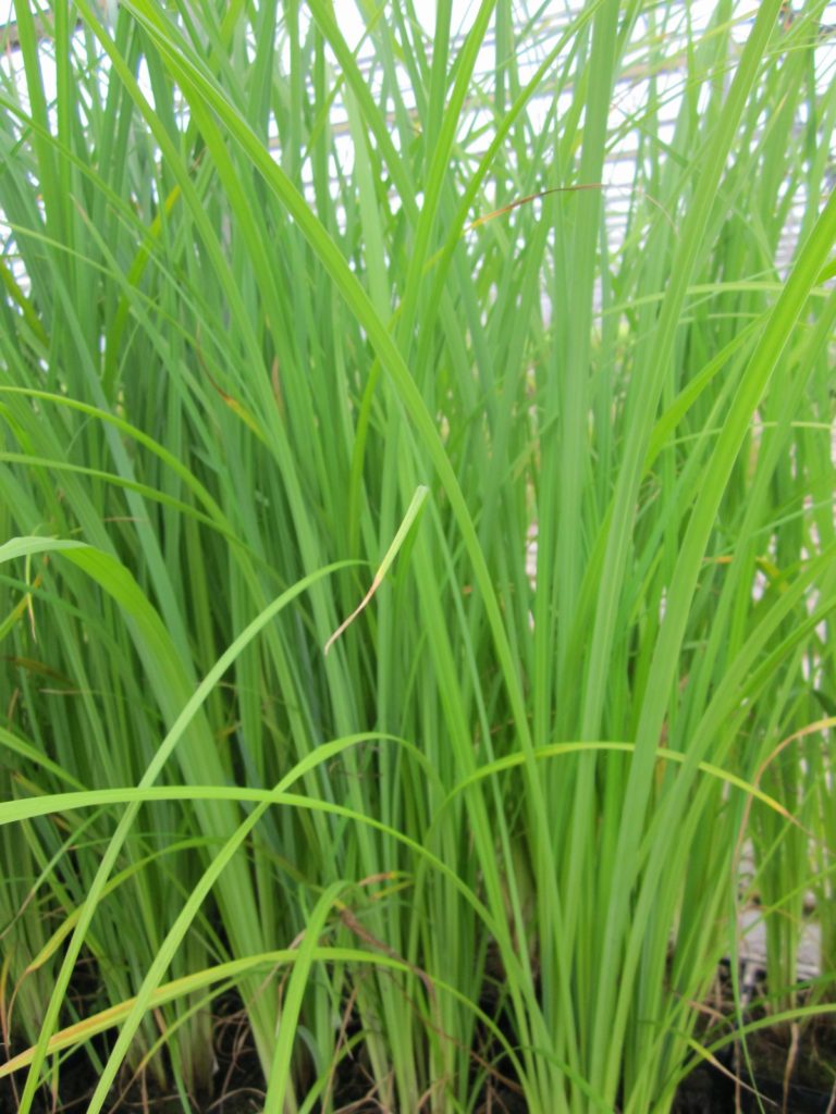 Carex acuta Slender-tufted sedge - Artisan Aquatics