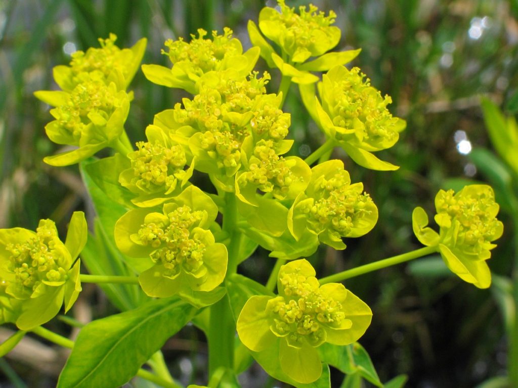 Euphorbia palustris Marsh spurge - Artisan Aquatics