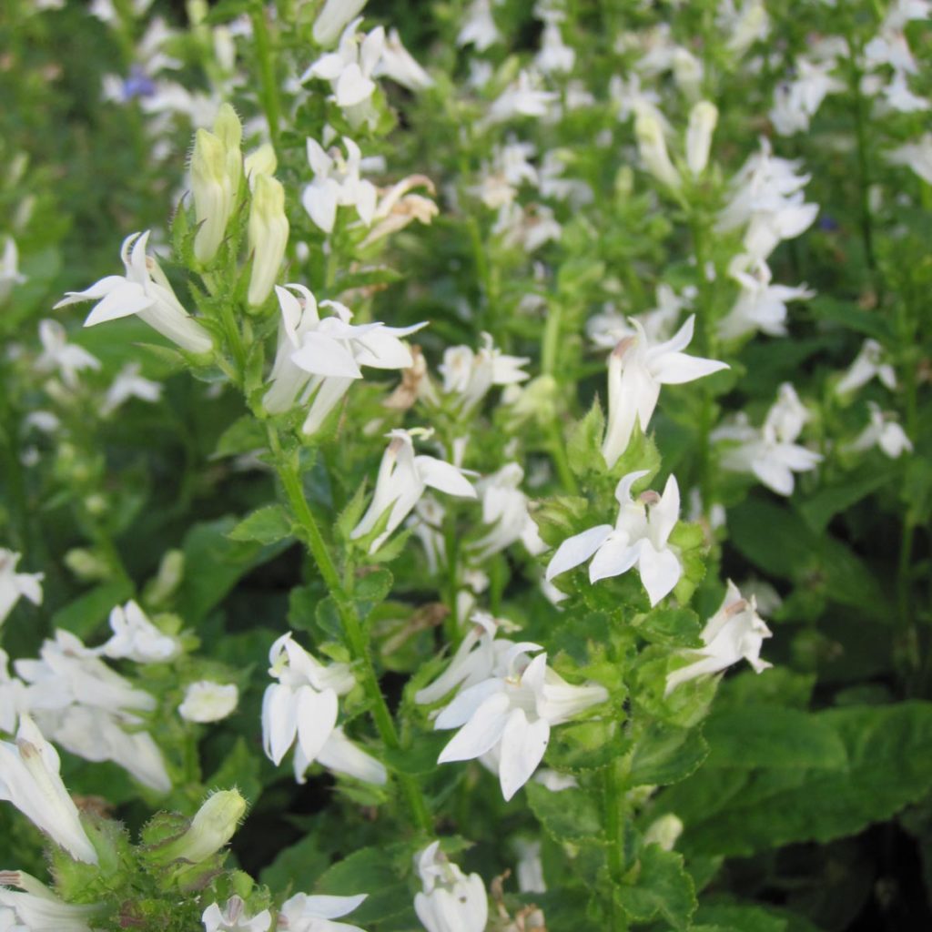 Lobelia siphilitica alba White Cardinal flower - Artisan Aquatics