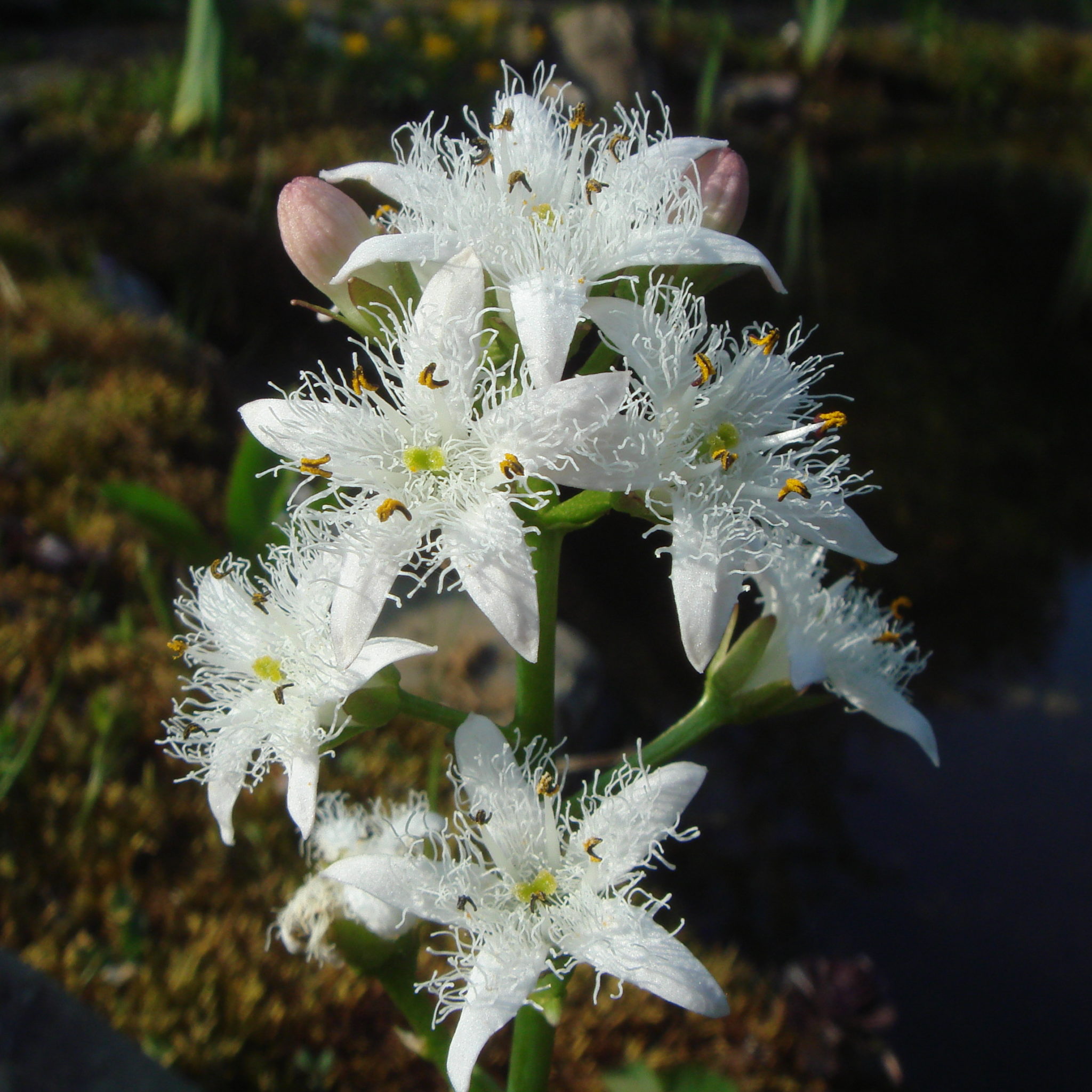 Menyanthes trifoliata Bog bean - Artisan Aquatics