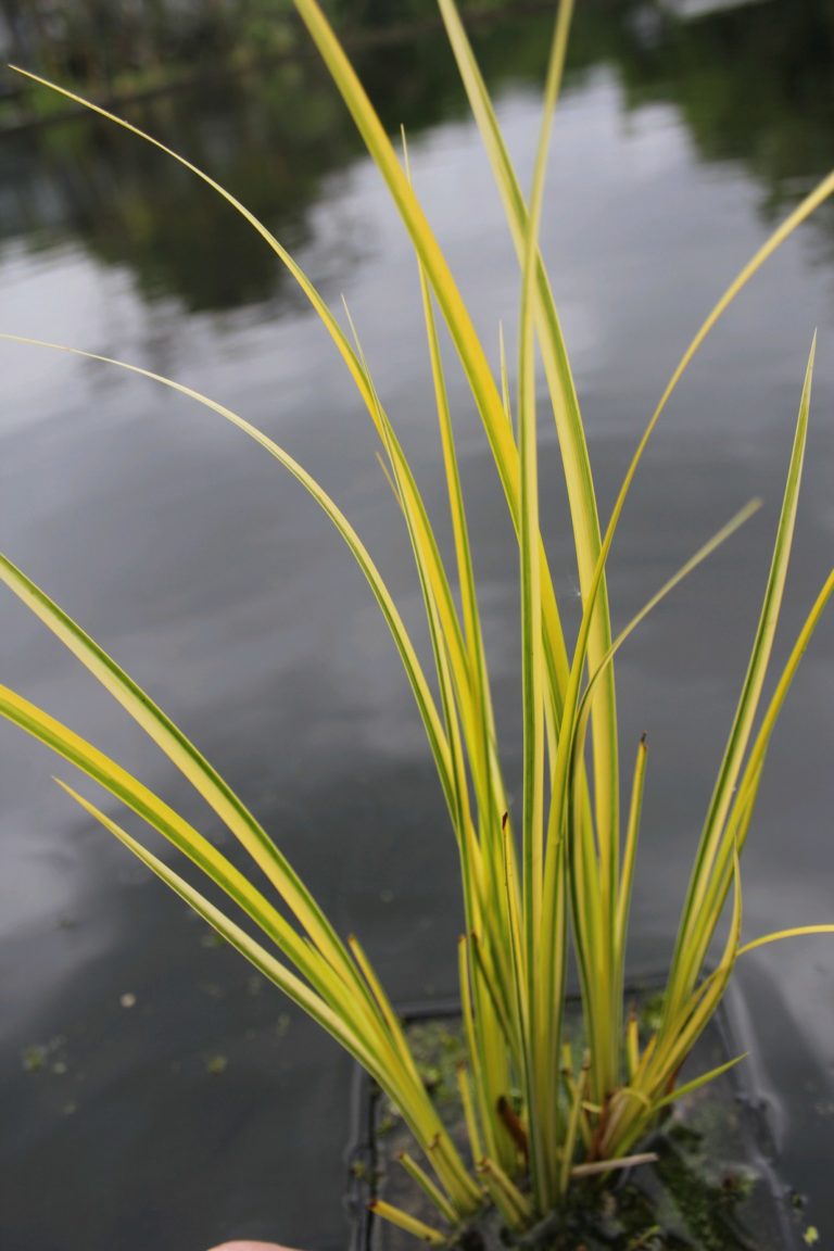 Acorus gramineus Ogon Golden variegated sweet flag - Artisan Aquatics