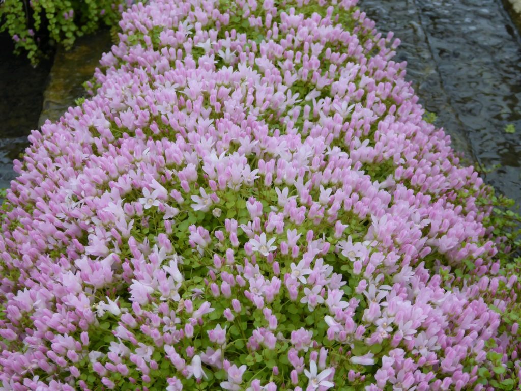 Anagallis Tenella Bog Pimpernel - Artisan Aquatics