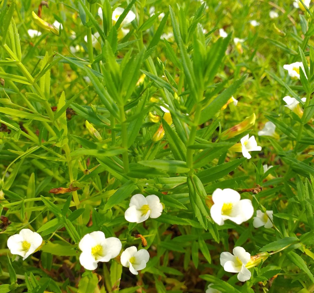 Gratiola officinalis Summer Snowflake - Artisan Aquatics