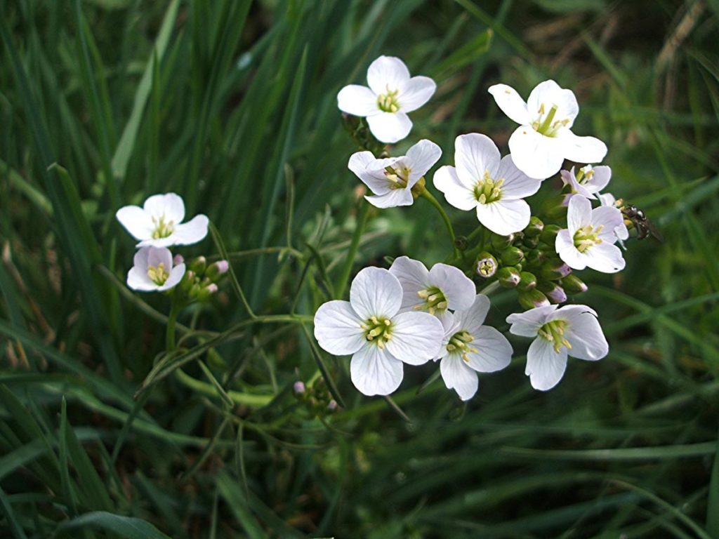 Cardamine pratensis Cuckoo flower Lady's smock - Artisan Aquatics
