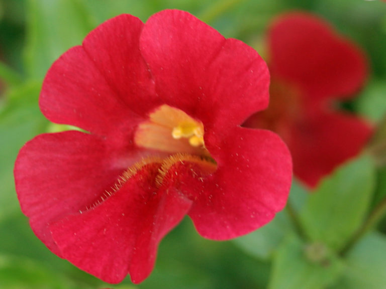 Mimulus cupreus 'Red Emperor' Roter Kaiser - Artisan Aquatics