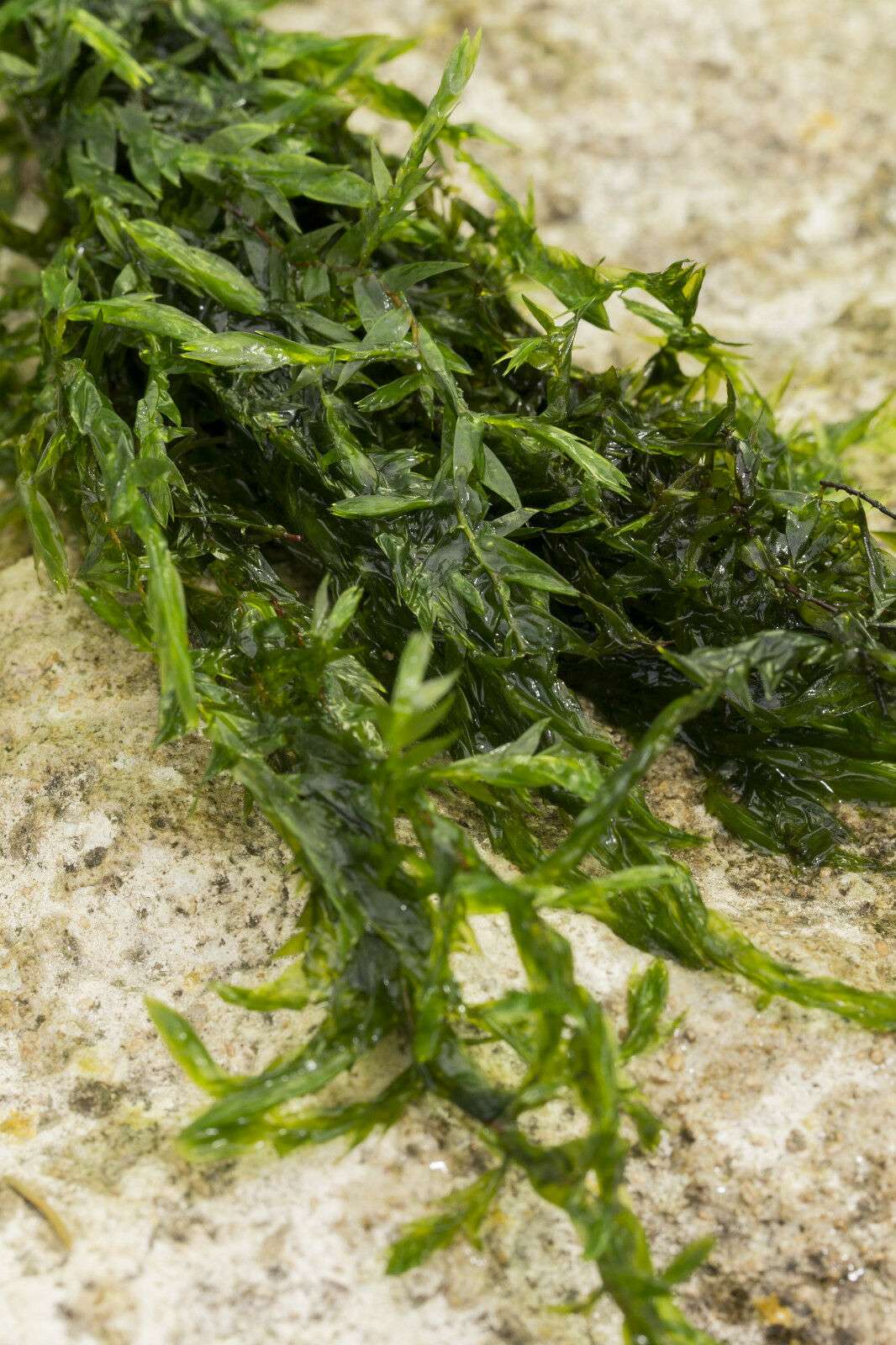 Fontinalis Antipyretica Willow Moss - Artisan Aquatics