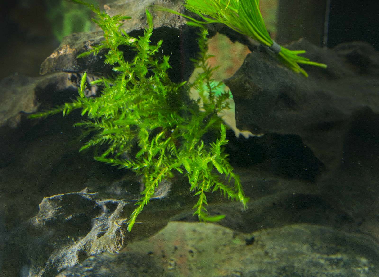 Fontinalis Antipyretica Willow Moss - Artisan Aquatics