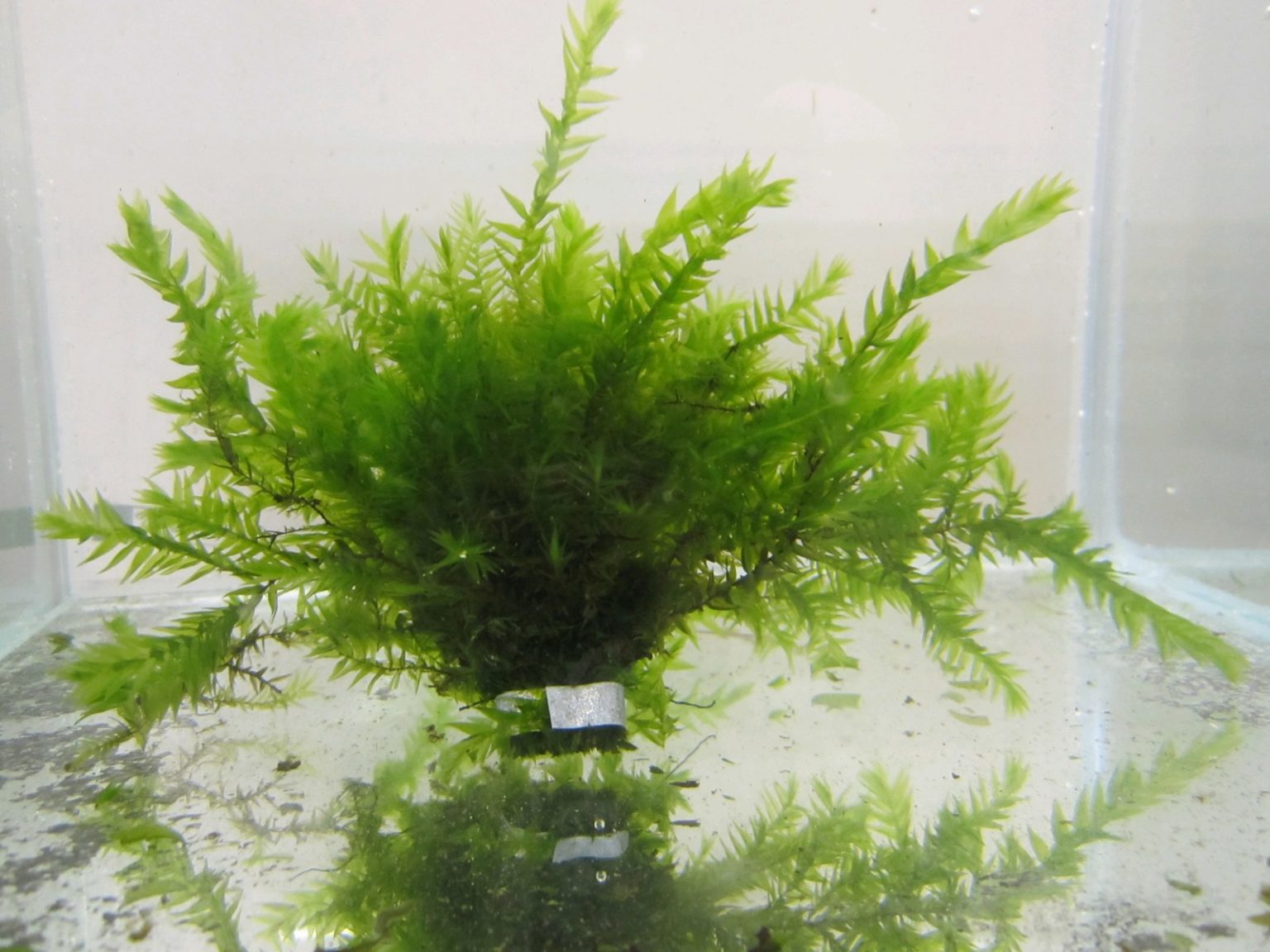 Fontinalis Antipyretica Willow Moss - Artisan Aquatics