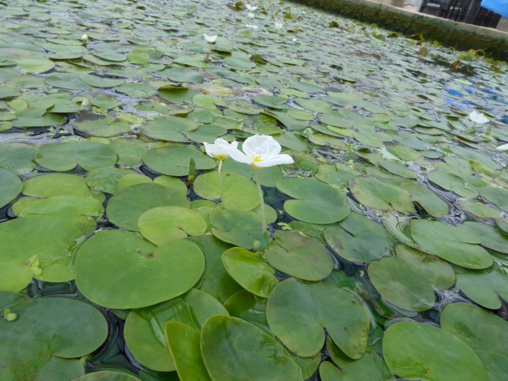 Hydrocharis Morsus Ranae Frogbit - Artisan Aquatics