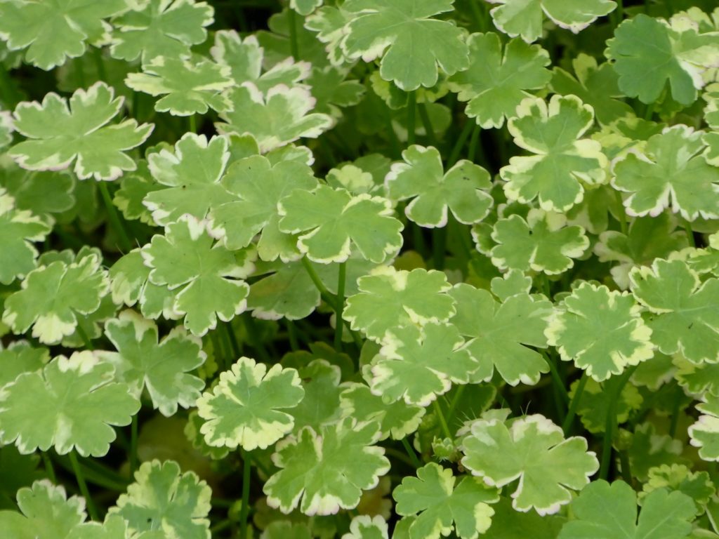 Hydrocotyle 'Nova Zealandiae' - Artisan Aquatics