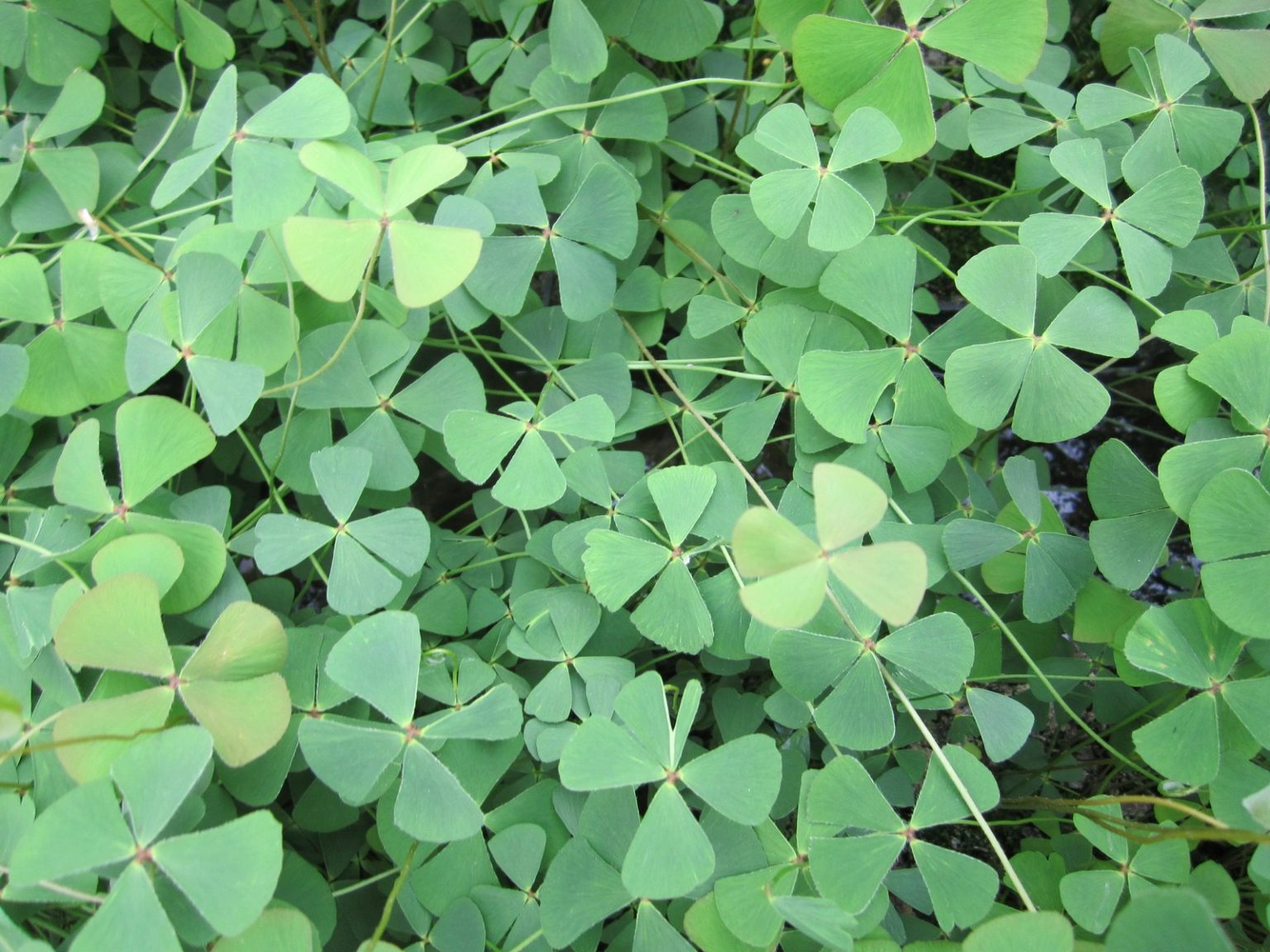 Marsilea quadrifolia Water shamrock - Artisan Aquatics