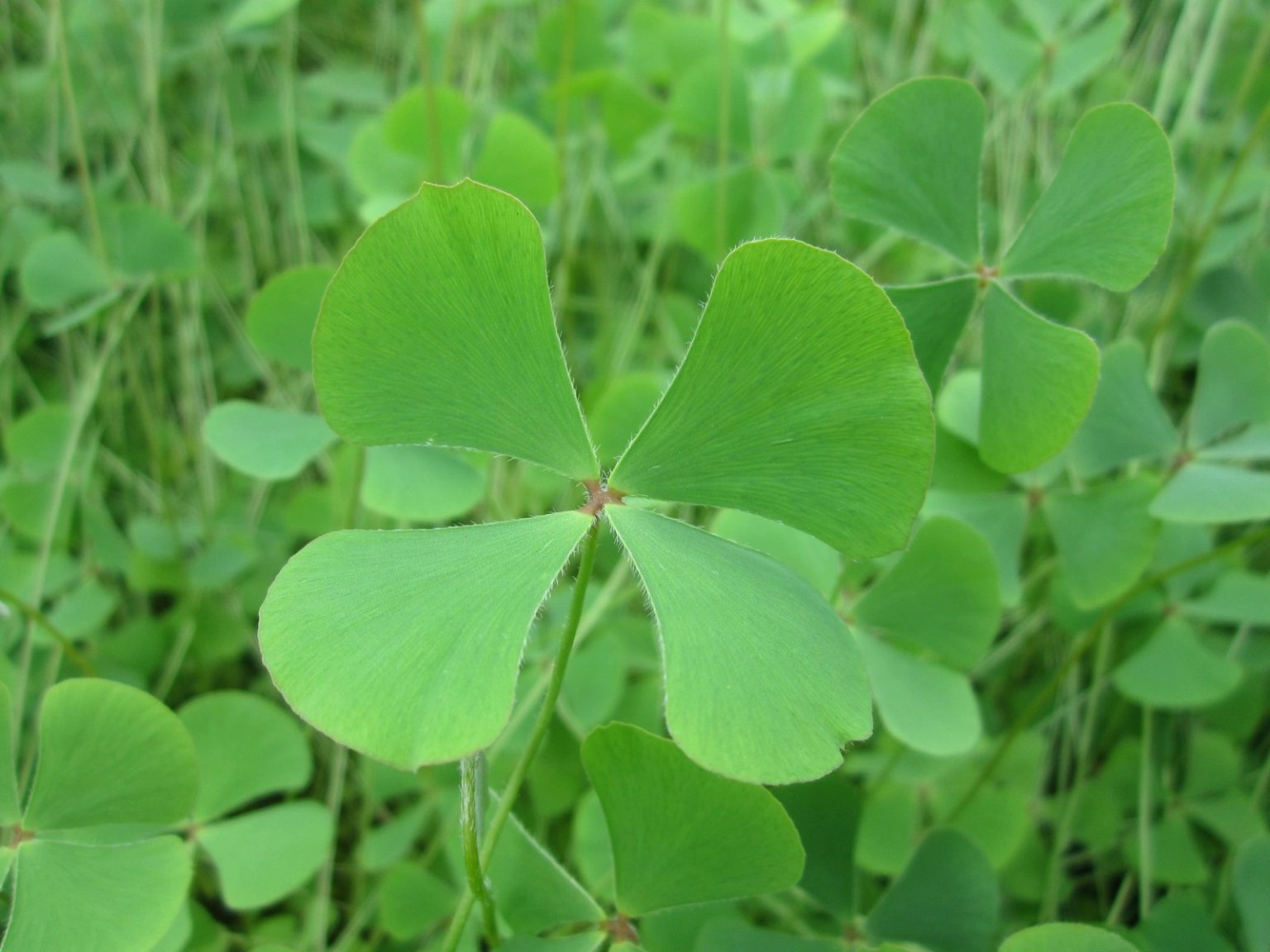 Marsilea quadrifolia Water shamrock - Artisan Aquatics
