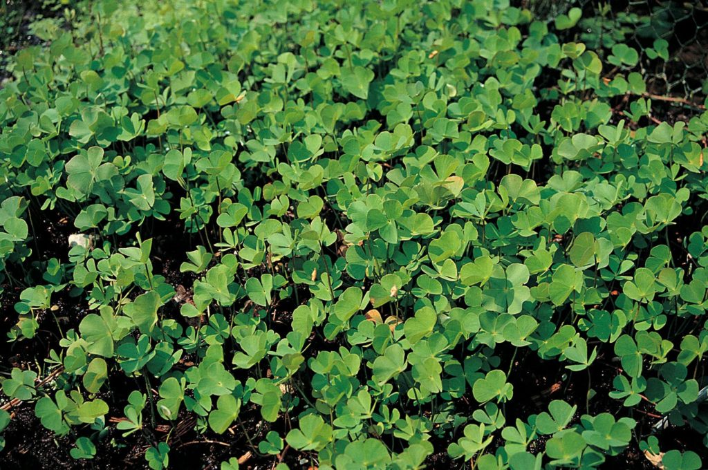 Marsilea quadrifolia Water shamrock - Artisan Aquatics