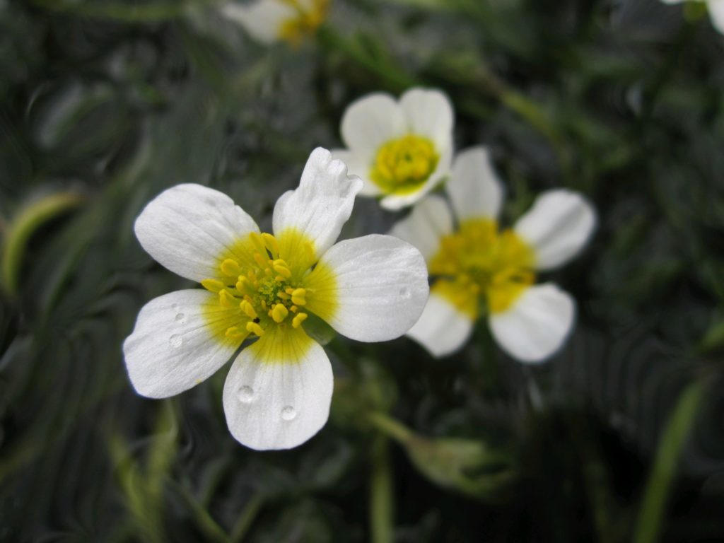 Ranunculus aquatilis Water crowsfoot - Artisan Aquatics
