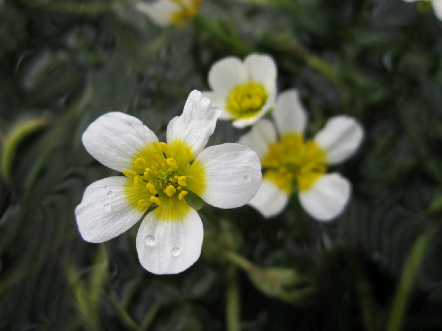 Ranunculus aquatilis Water crowsfoot - Artisan Aquatics