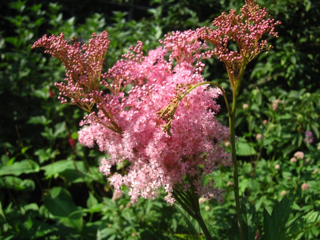 Filipendula rubra 'Venusta Magnifica' - Artisan Aquatics