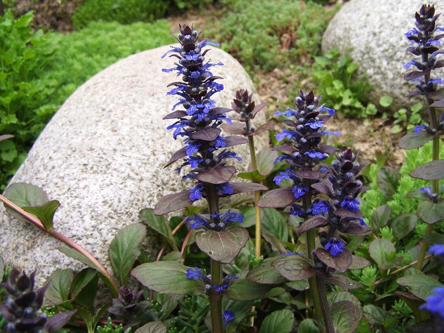 Ajuga Reptans (Burgundy Glow) - Artisan Aquatics