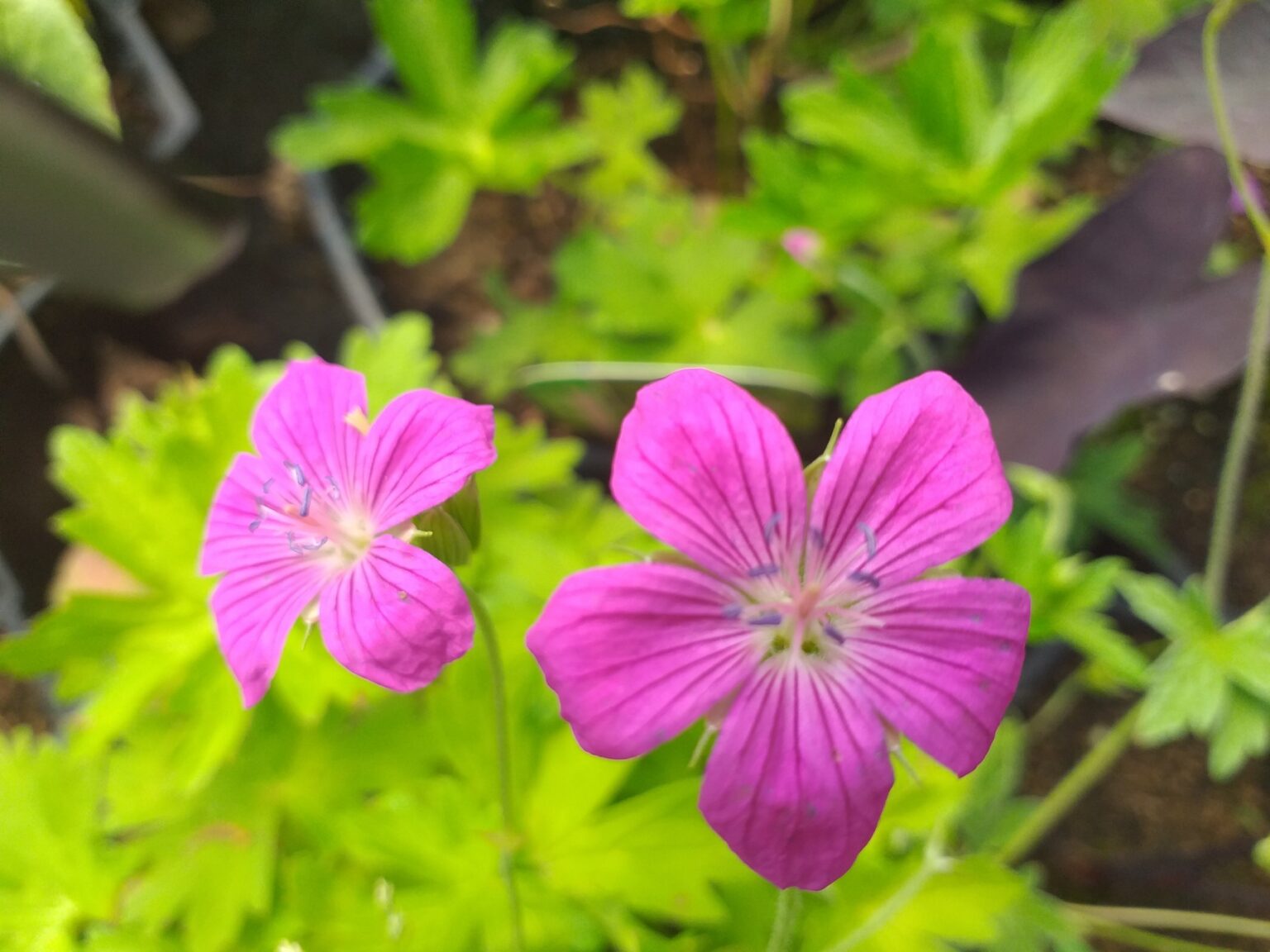 Geranium palustre - Artisan Aquatics