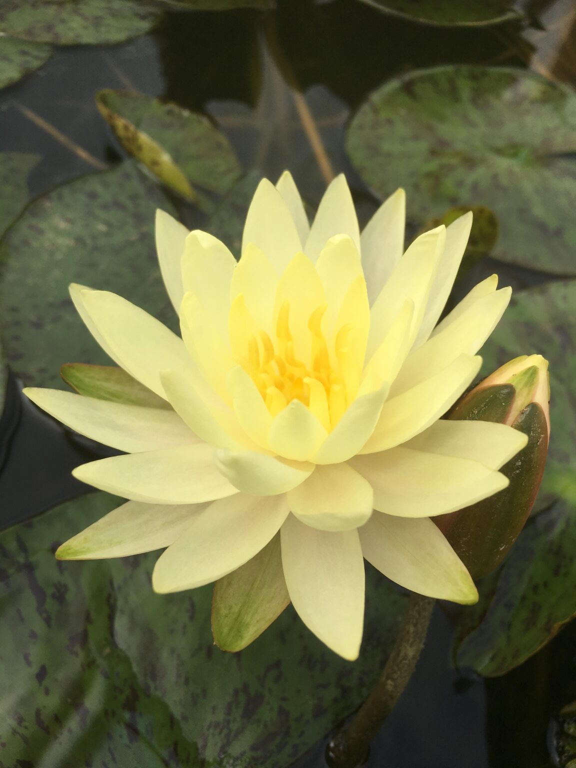 Nymphaea Texas Dawn Water Lily - Artisan Aquatics