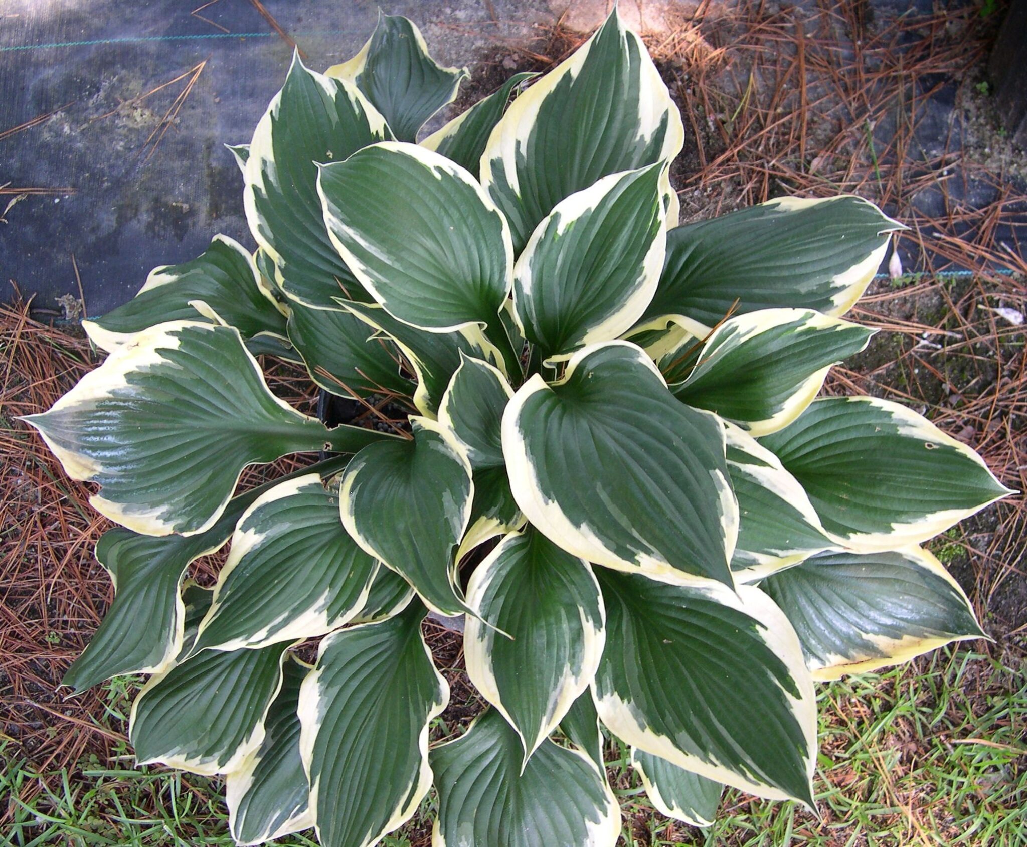 Hosta 'Patriot' Plantain Lily - Artisan Aquatics
