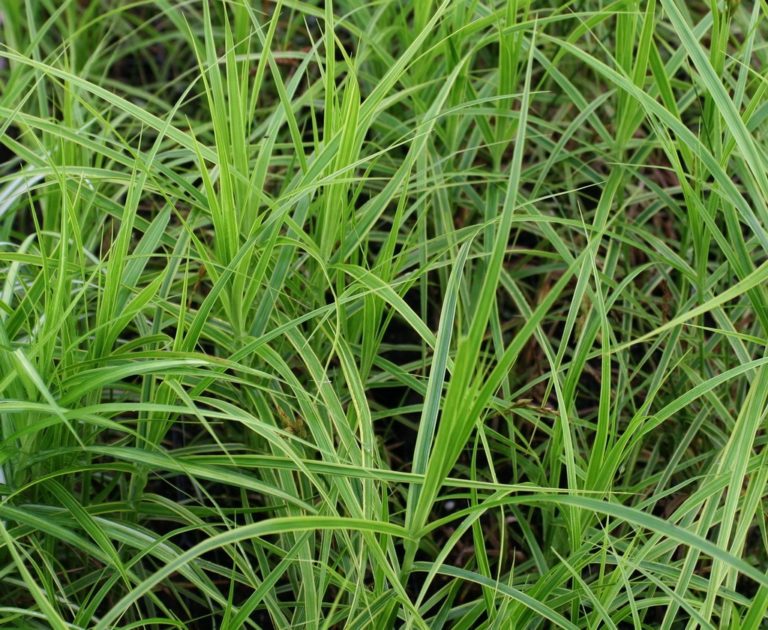Carex Muskingumensis 'Oehme' Variegated Palm sedge - Artisan Aquatics